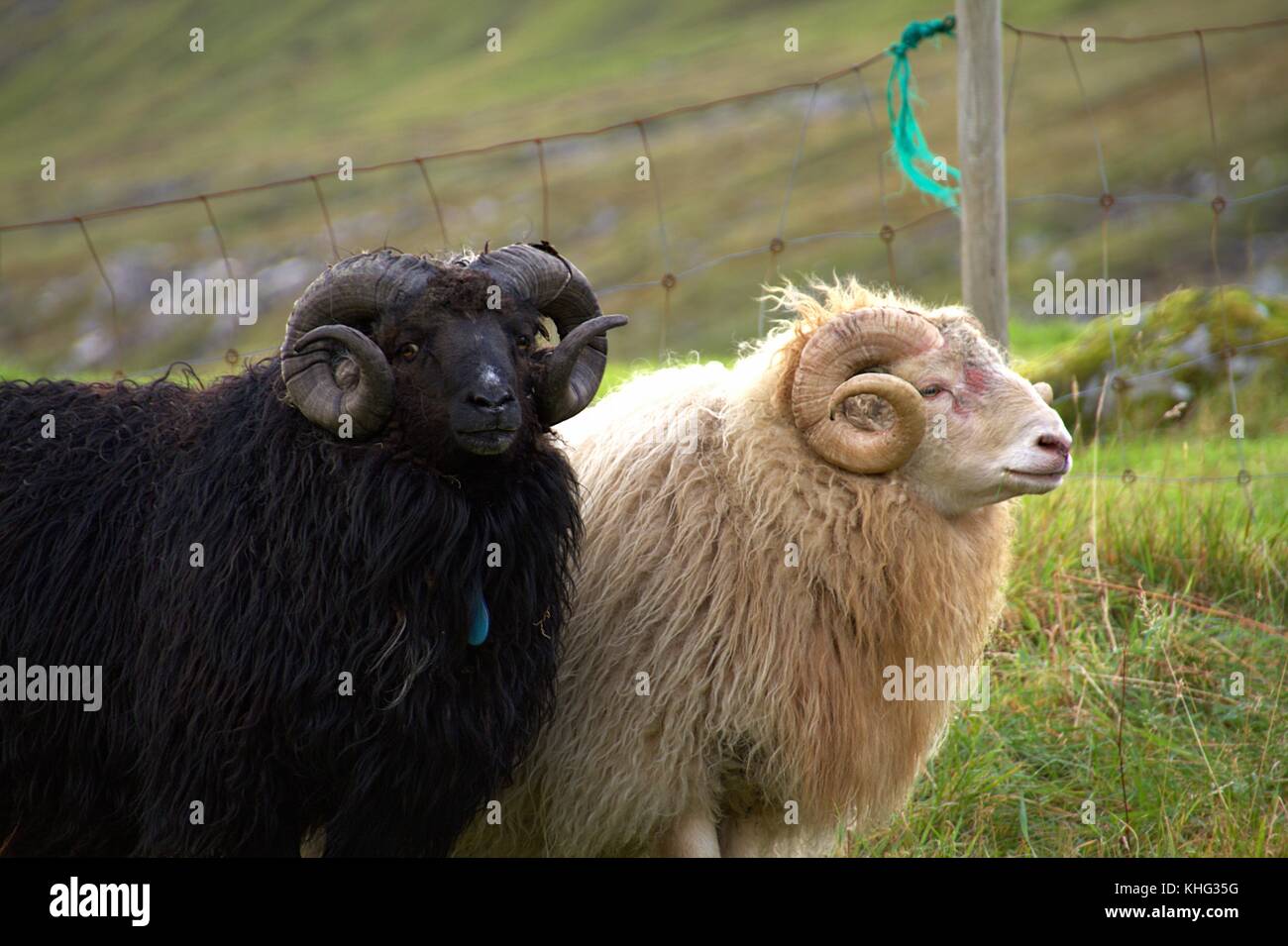Wildlife in the Faroe Islands Stock Photo - Alamy