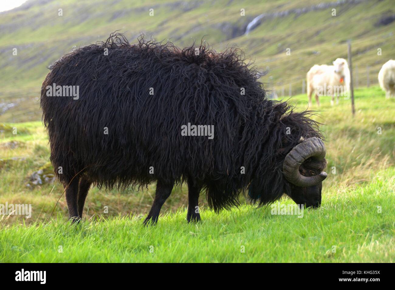 Wildlife in the Faroe Islands Stock Photo - Alamy