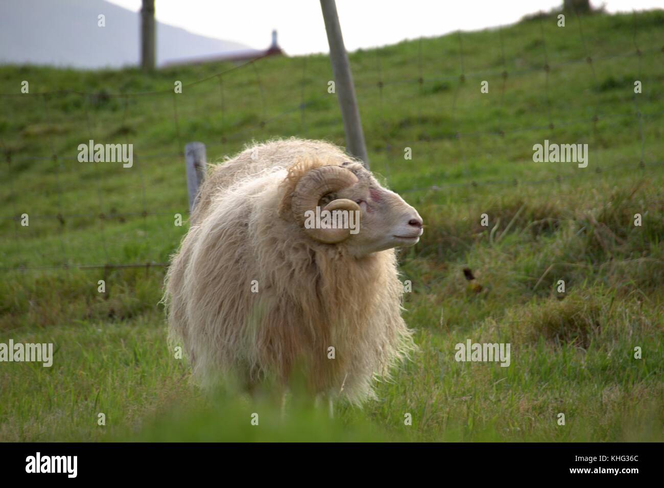 Wildlife in the Faroe Islands Stock Photo - Alamy