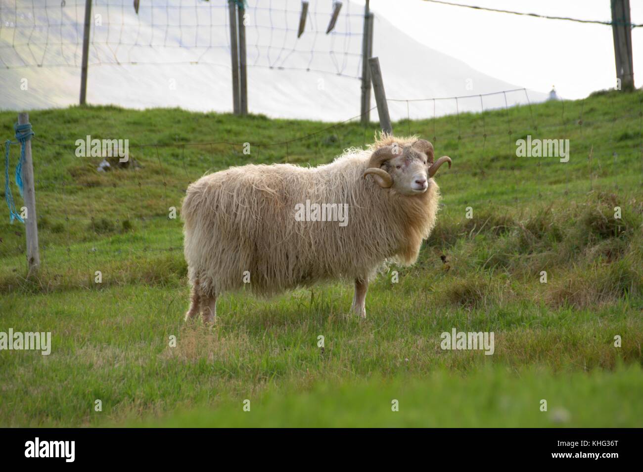 Wildlife in the Faroe Islands Stock Photo - Alamy