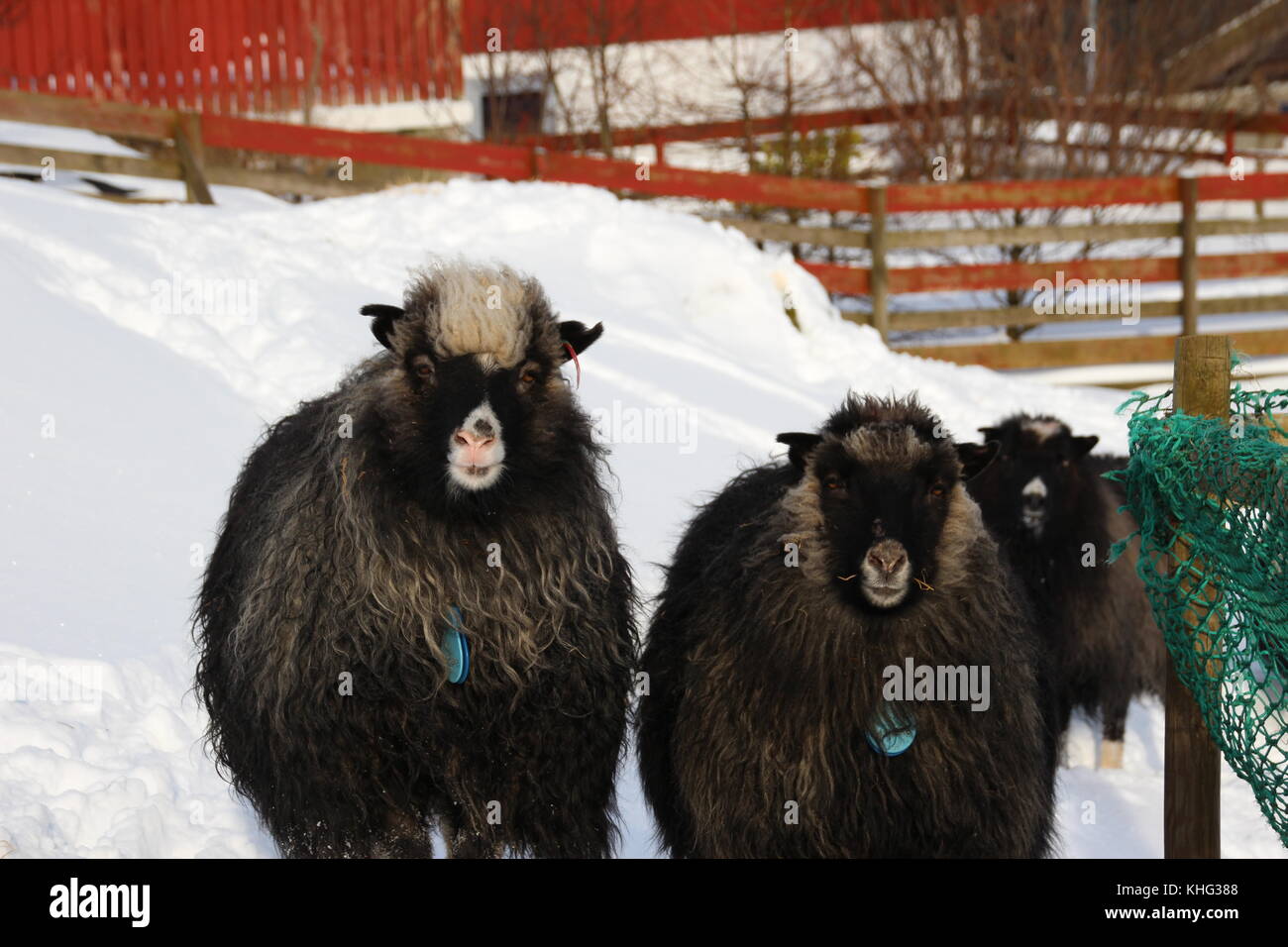 Wildlife in the Faroe Islands Stock Photo - Alamy