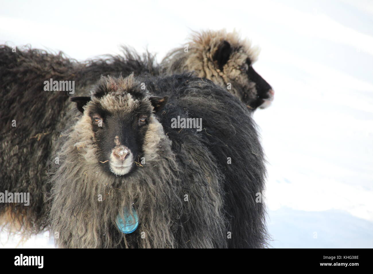 Wildlife in the Faroe Islands Stock Photo - Alamy
