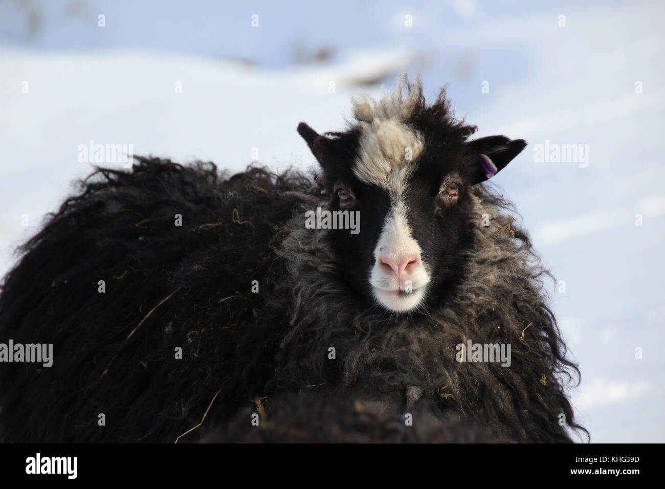 Wildlife in the Faroe Islands Stock Photo - Alamy