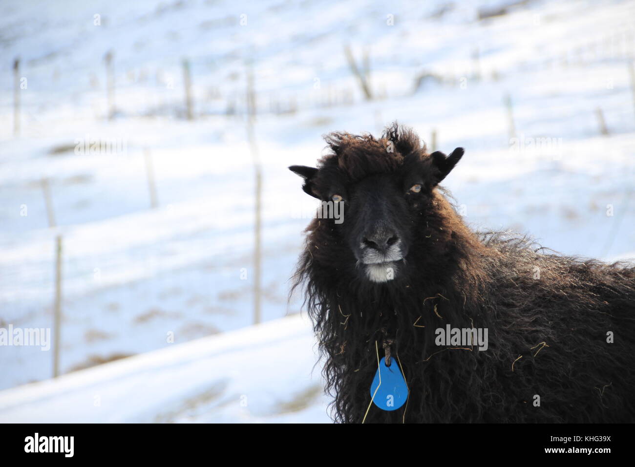 Wildlife in the Faroe Islands Stock Photo - Alamy