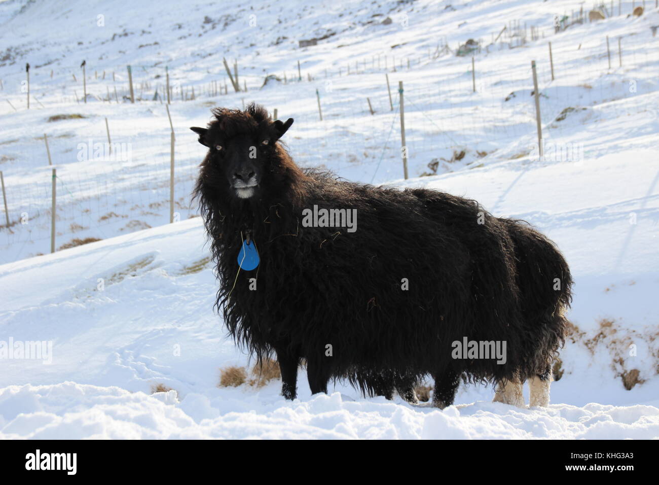 Wildlife in the Faroe Islands Stock Photo - Alamy
