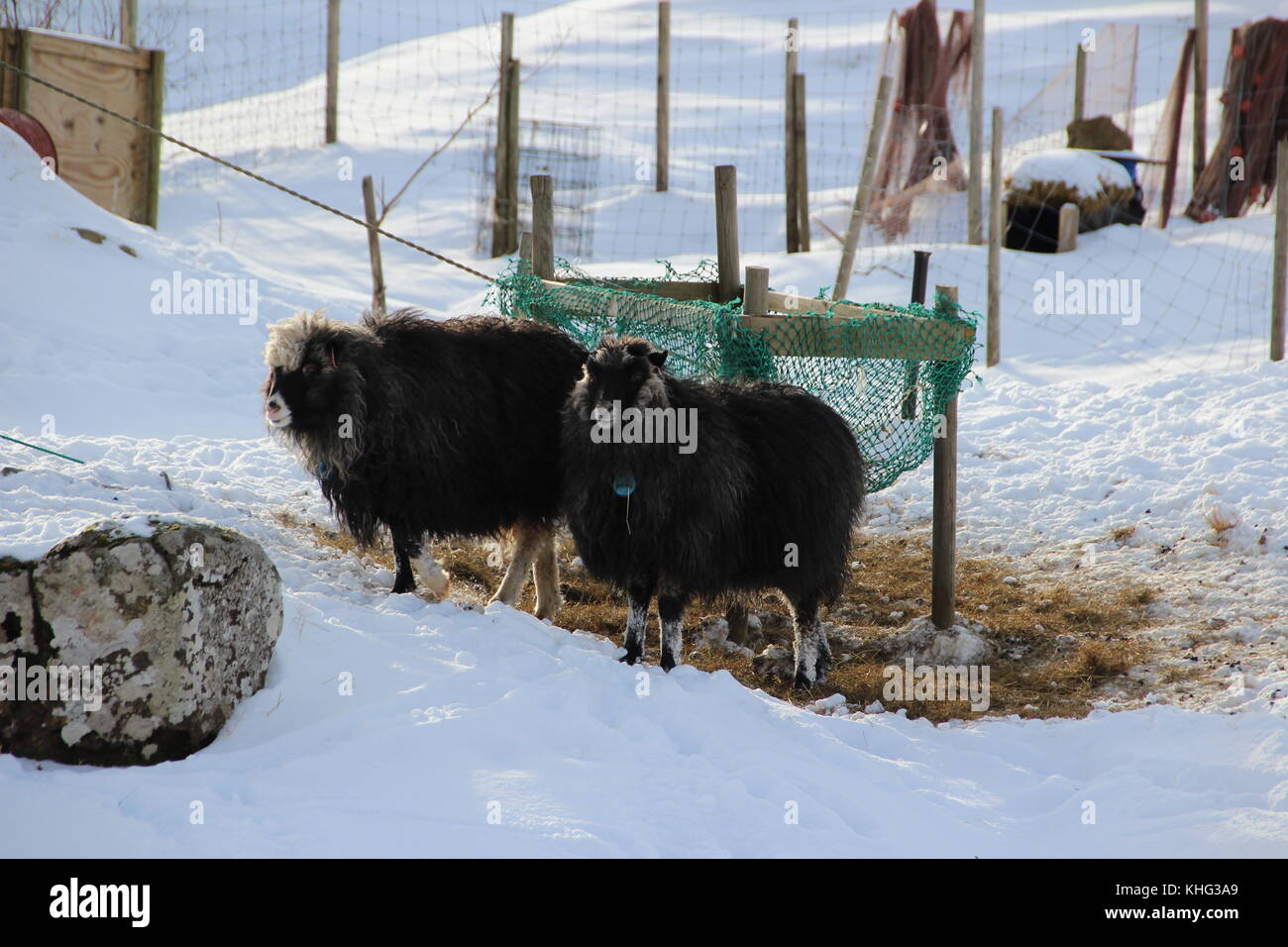 Wildlife in the Faroe Islands Stock Photo - Alamy