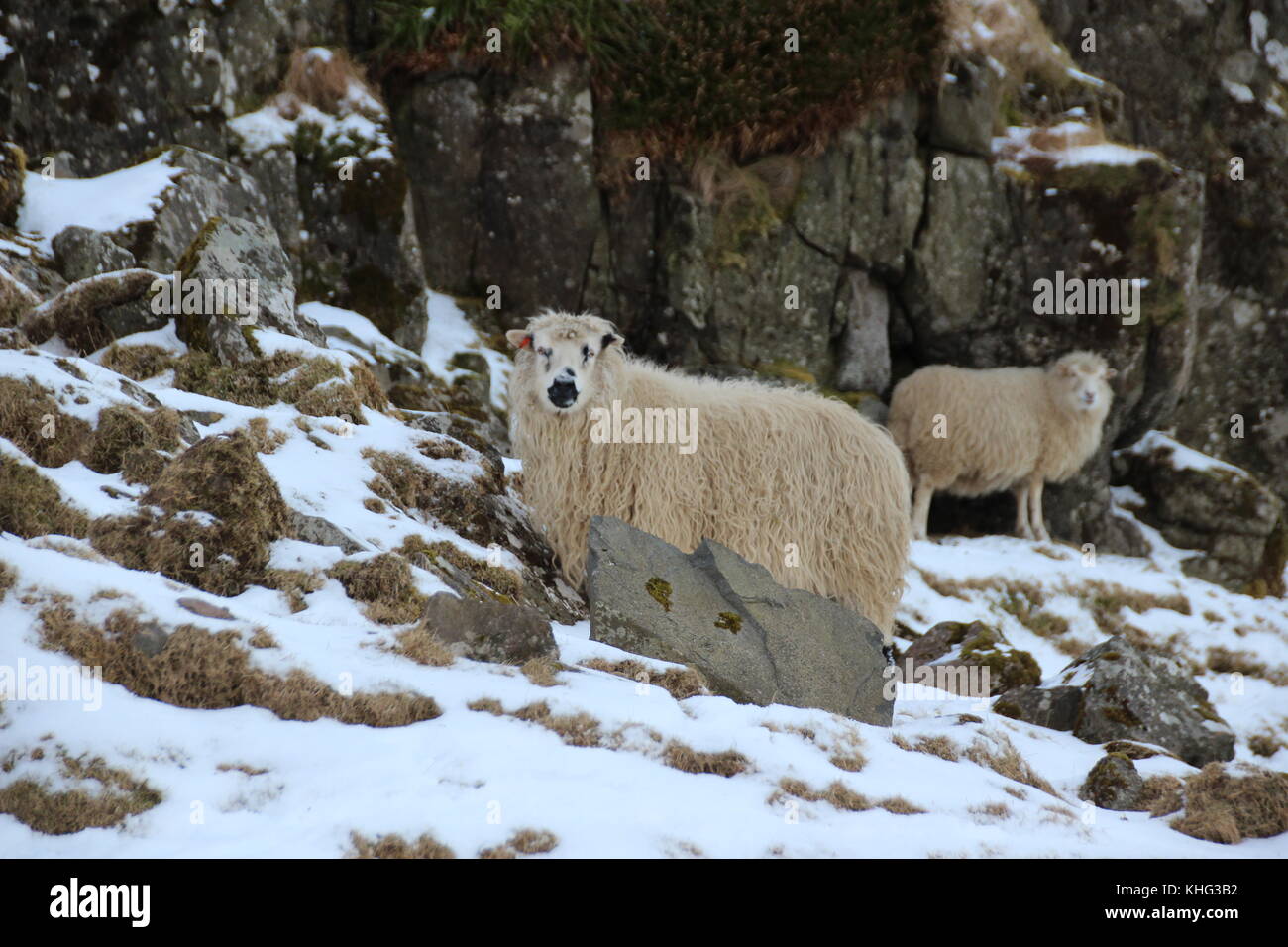 Wildlife in the Faroe Islands Stock Photo - Alamy