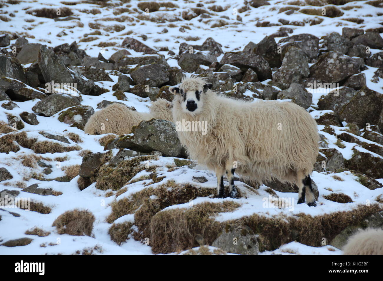 Wildlife in the Faroe Islands Stock Photo - Alamy