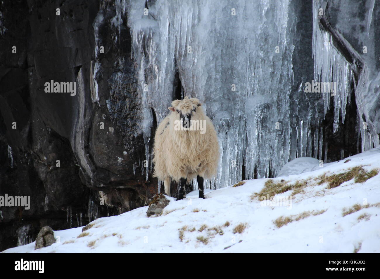 Wildlife in the Faroe Islands Stock Photo - Alamy