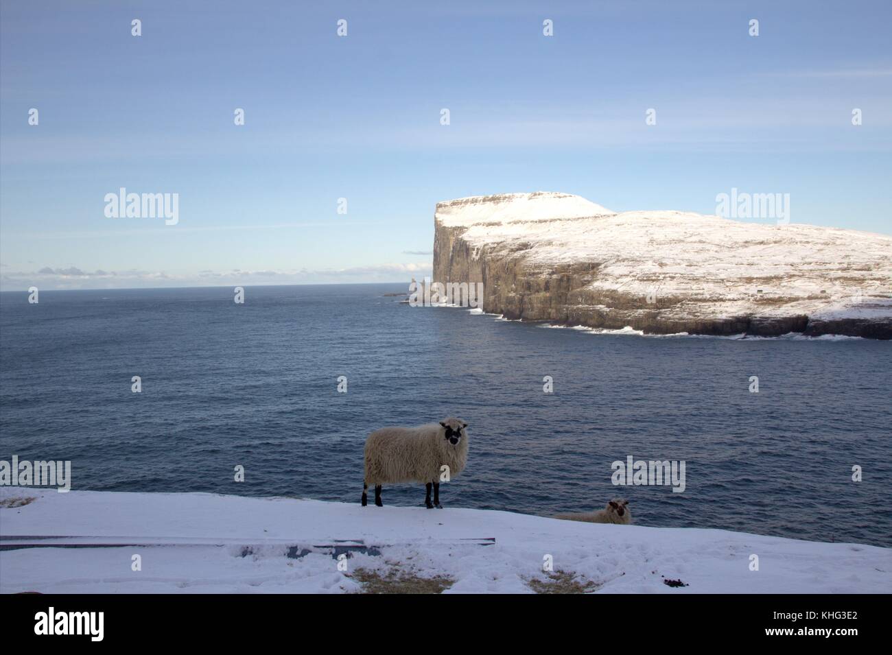 Wildlife in the Faroe Islands Stock Photo - Alamy