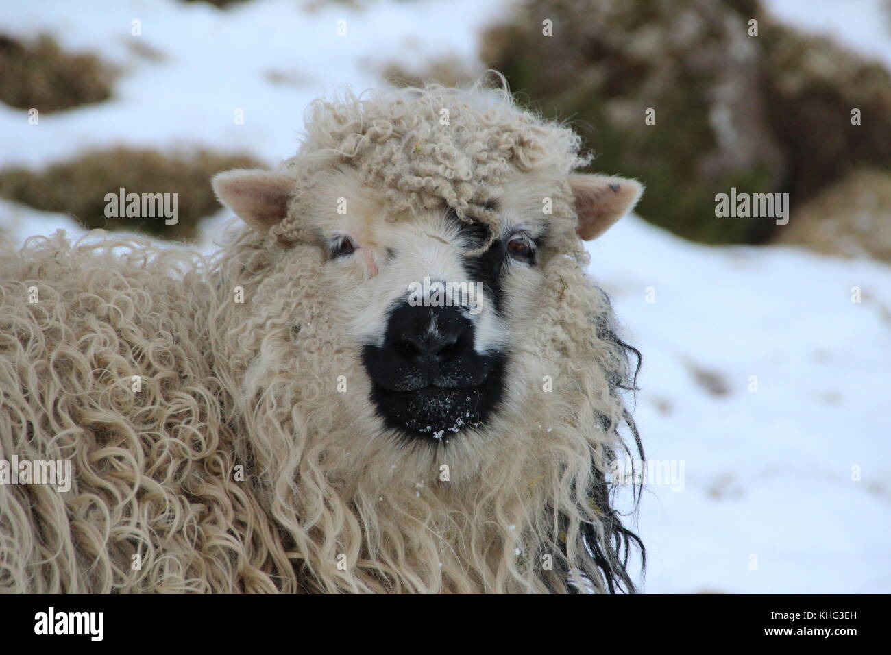 Wildlife in the Faroe Islands Stock Photo - Alamy