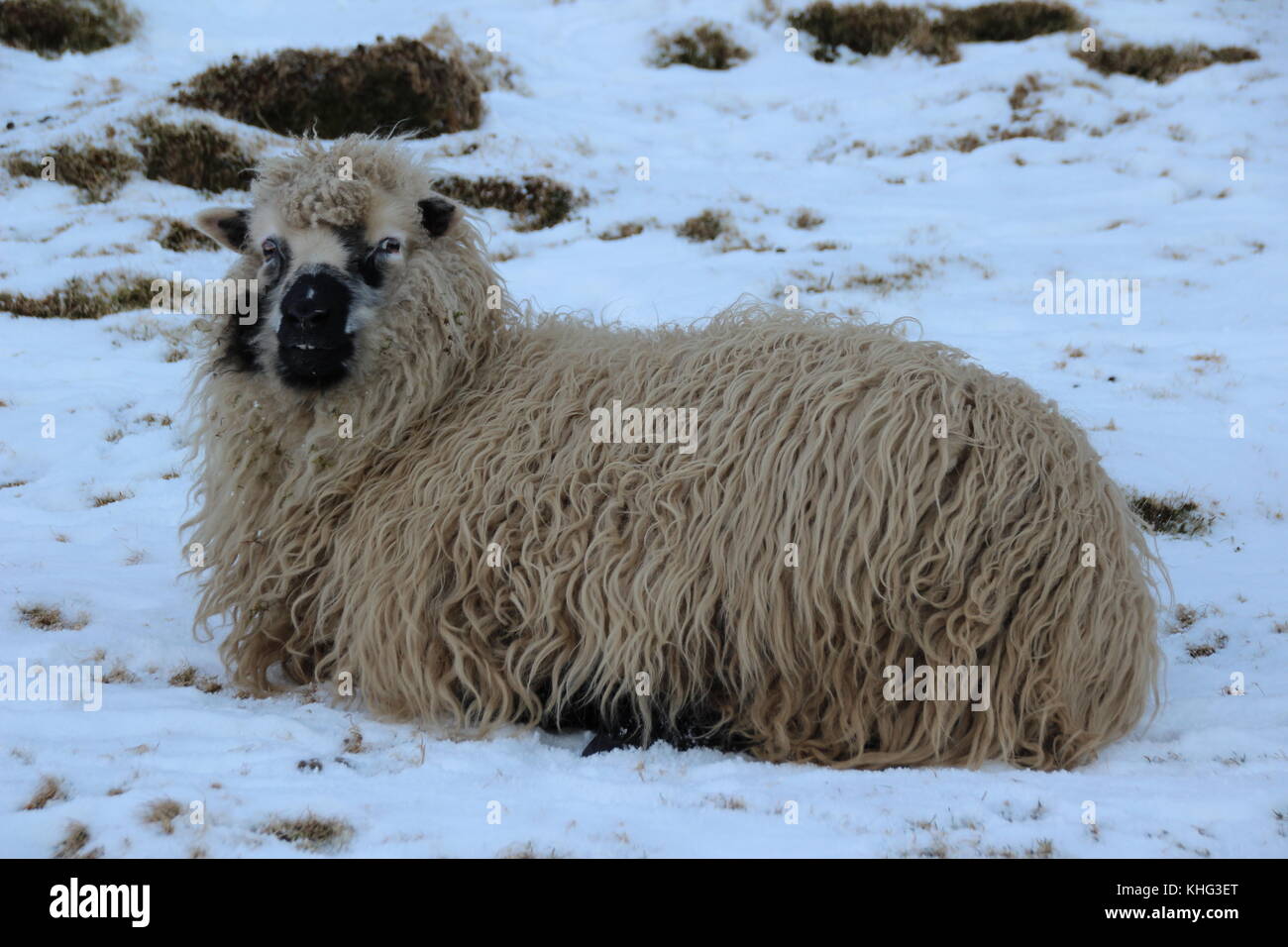 Wildlife in the Faroe Islands Stock Photo - Alamy