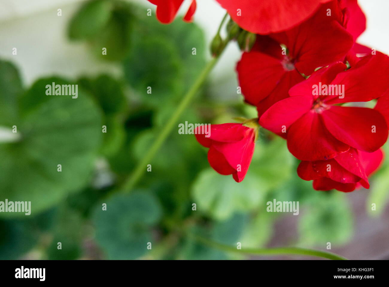 macro still life of sunflowers, geranium, blooming succulents, and a ...