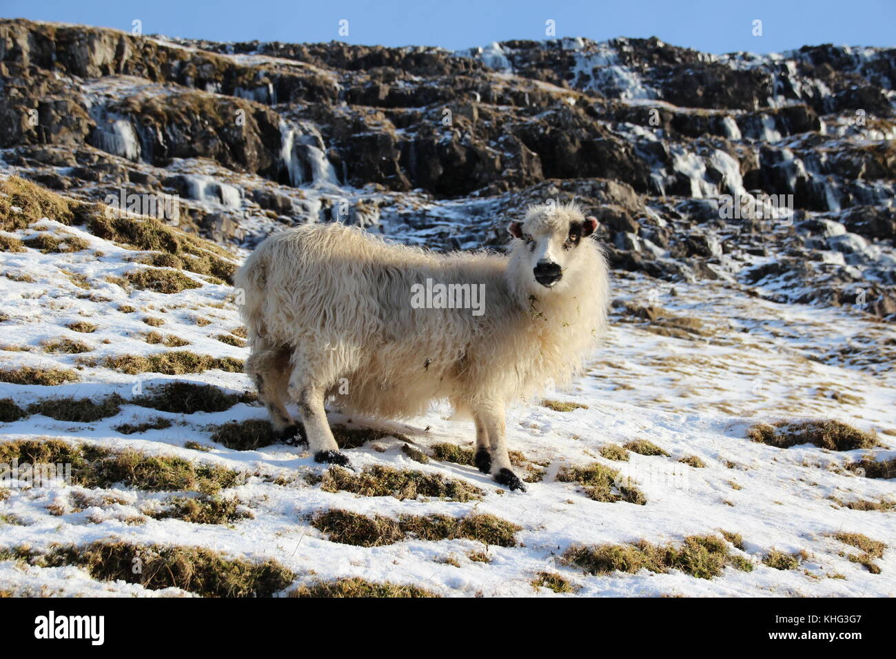 Wildlife in the Faroe Islands Stock Photo - Alamy