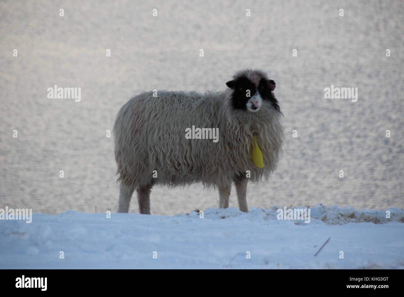 Wildlife in the Faroe Islands Stock Photo - Alamy
