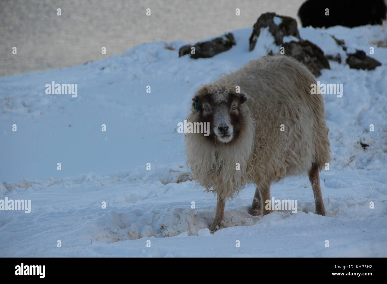 Wildlife in the Faroe Islands Stock Photo - Alamy