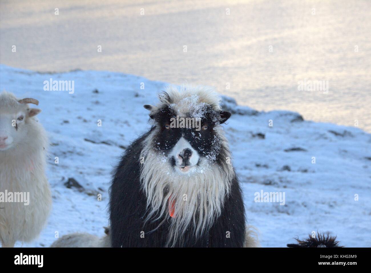 Wildlife in the Faroe Islands Stock Photo - Alamy