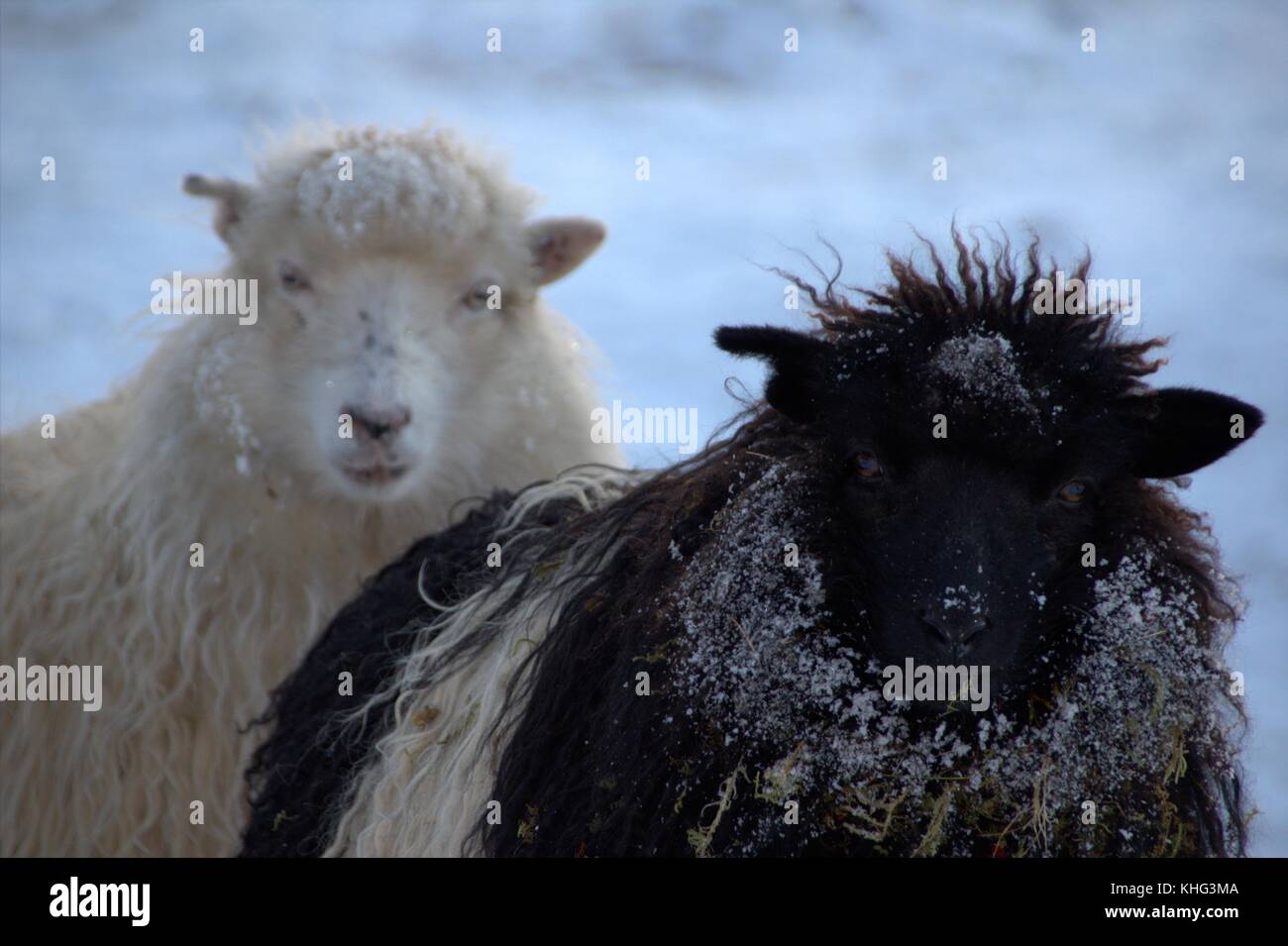 Wildlife in the Faroe Islands Stock Photo - Alamy