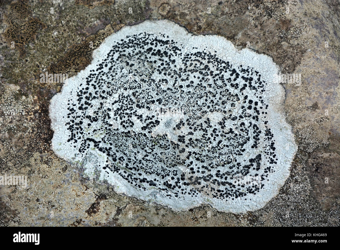 Pattern on the stone Stock Photo - Alamy