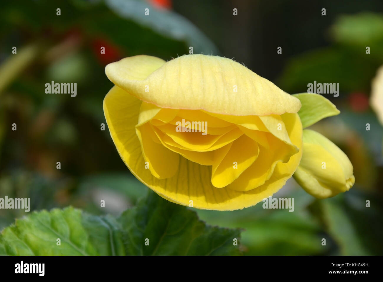 Big flower closeup Stock Photo - Alamy