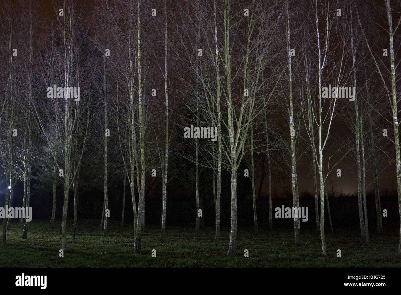 Trees at Night Stock Photo - Alamy