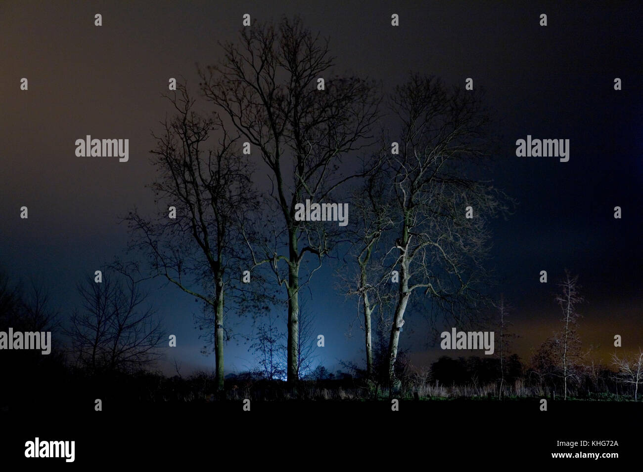 Trees at Night Stock Photo - Alamy