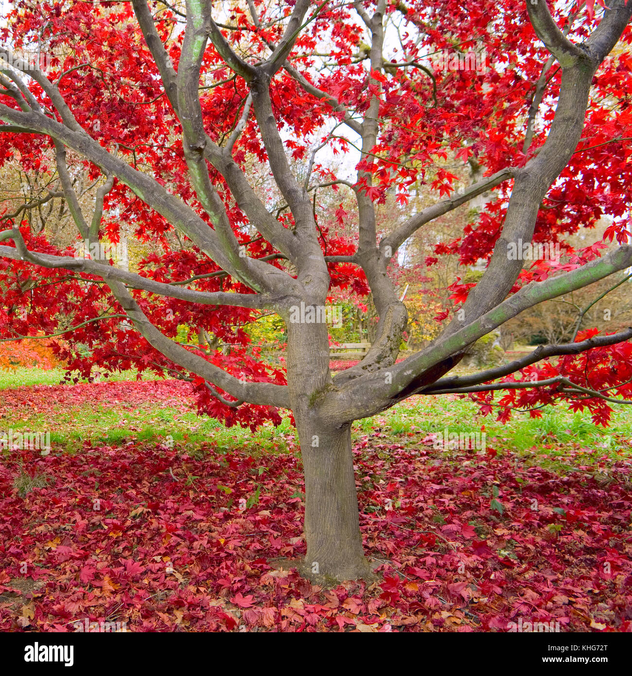 Trees in Autumn in an English Forest Stock Photo - Alamy