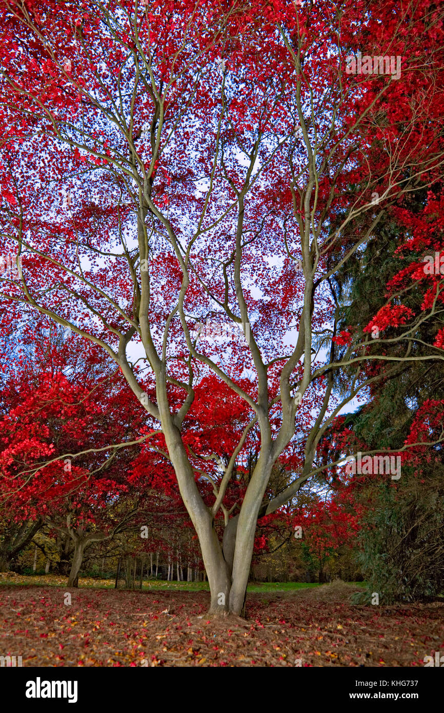 Trees in Autumn in an English Forest Stock Photo - Alamy