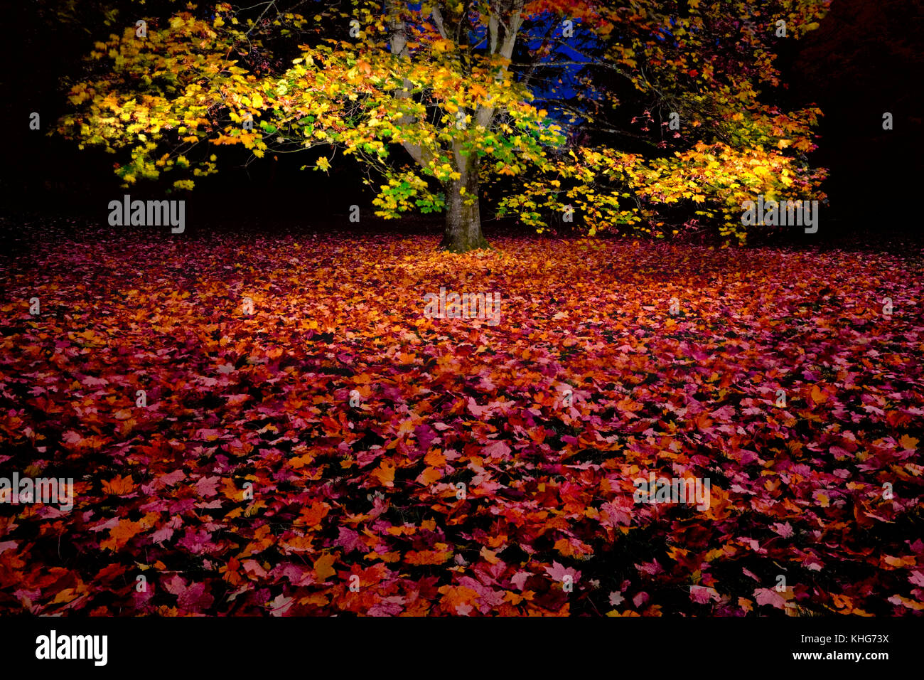 Trees in Autumn in an English Forest Stock Photo - Alamy