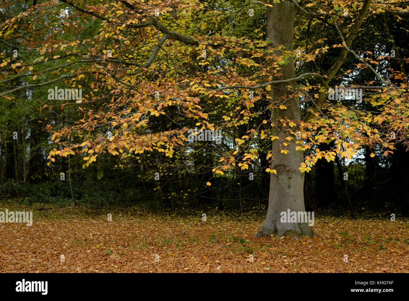 Trees in Autumn in an English Forest Stock Photo - Alamy