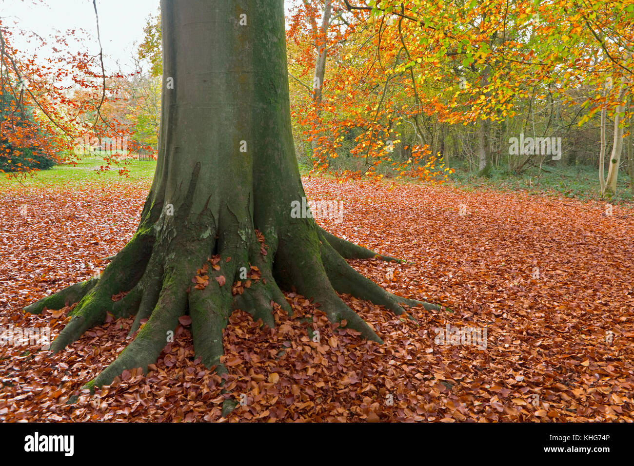 Trees in Autumn in an English Forest Stock Photo - Alamy