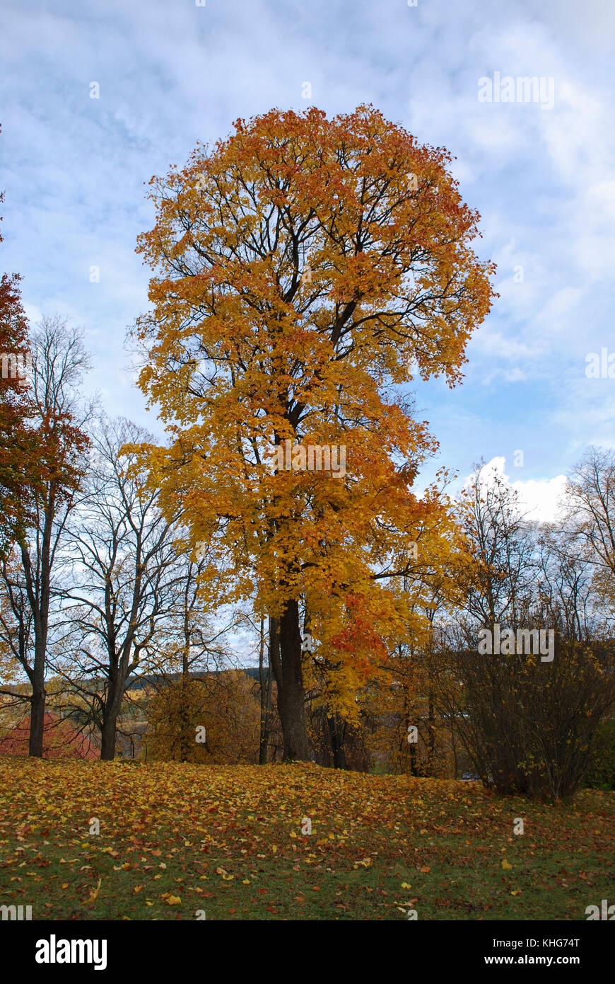 One tree with yellow leaves on the mountain, blue sky background. Fall ...