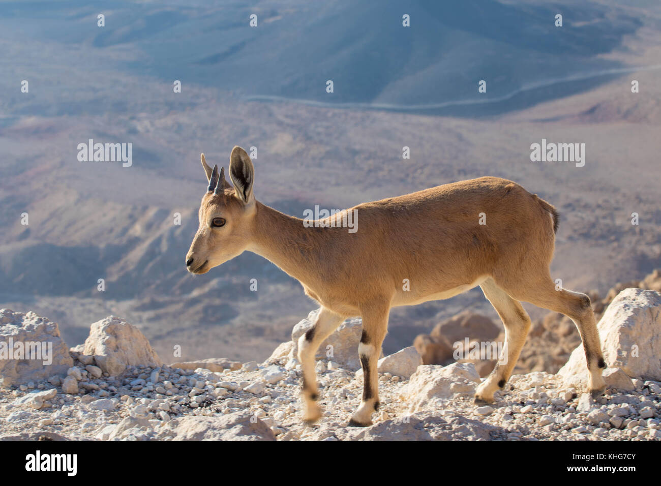 Mammals of south sudan hi-res stock photography and images - Alamy