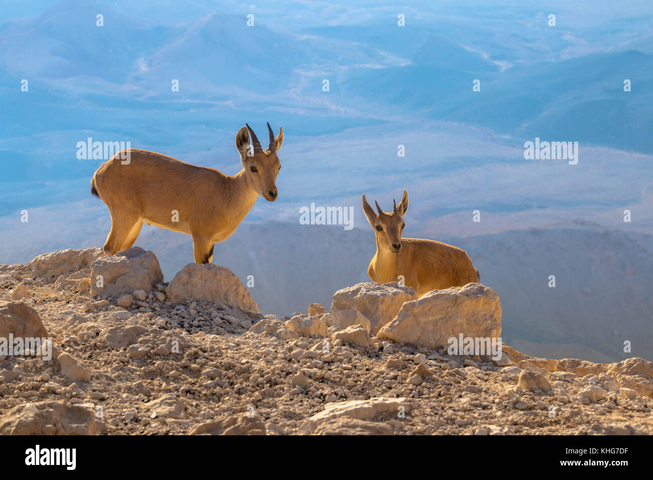 Israel Goats High Resolution Stock Photography and Images - Alamy