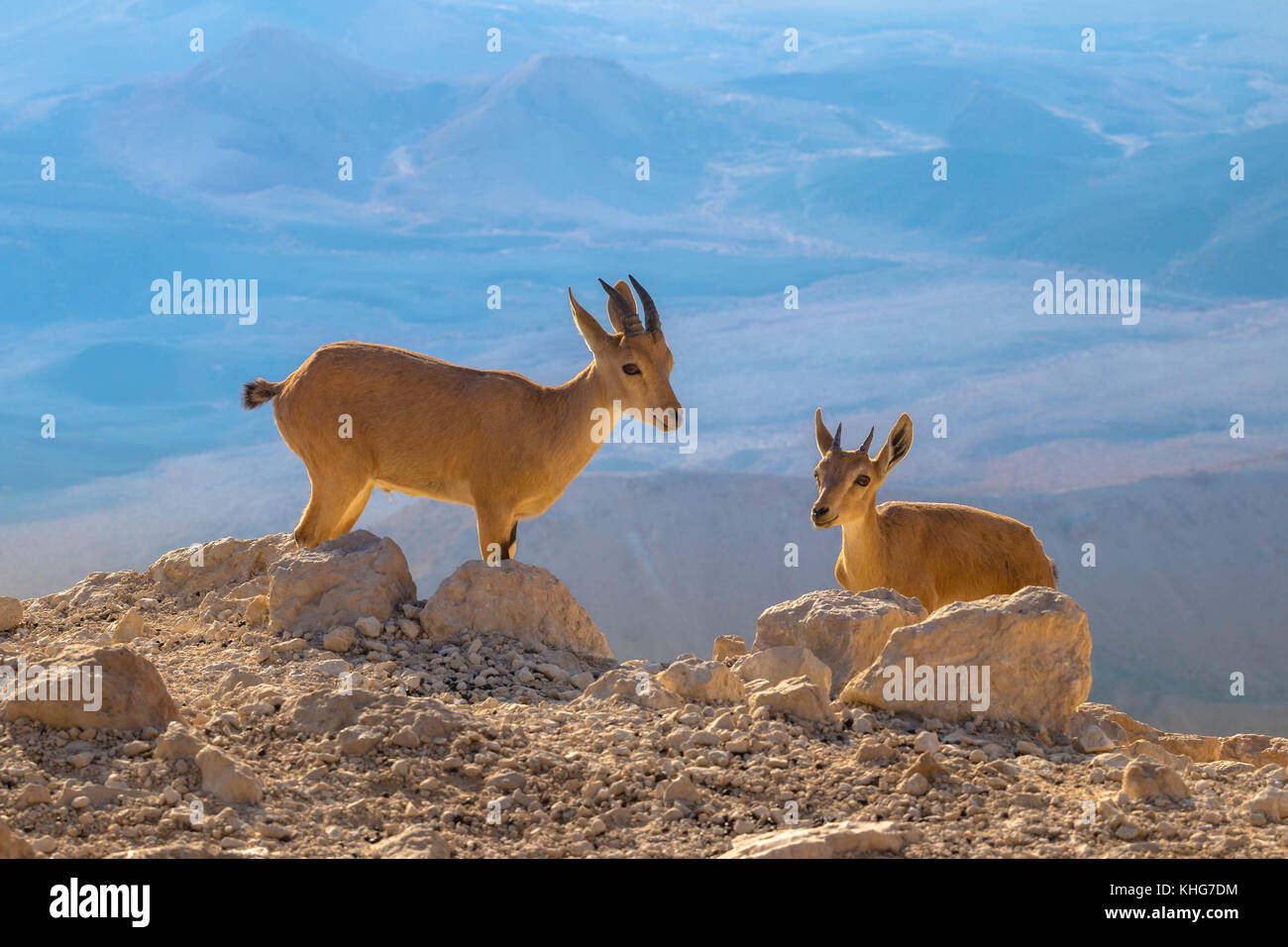 Mammals of south sudan hi-res stock photography and images - Alamy