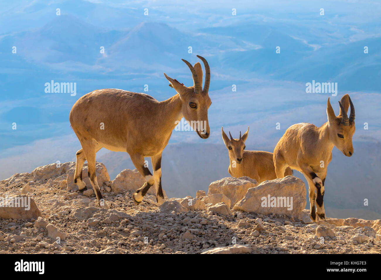 Mammals of south sudan hi-res stock photography and images - Alamy