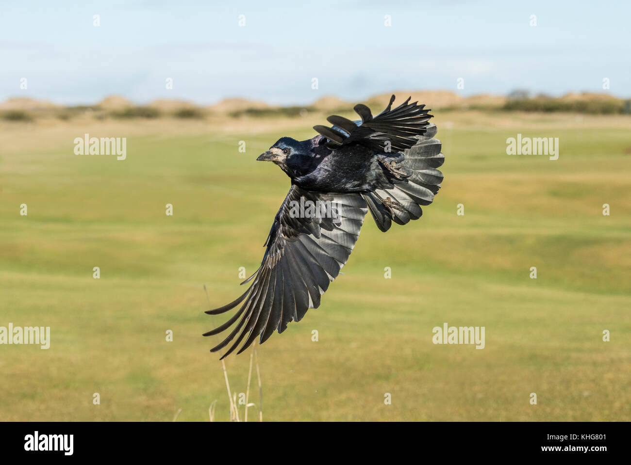 Rook flying hi-res stock photography and images - Alamy