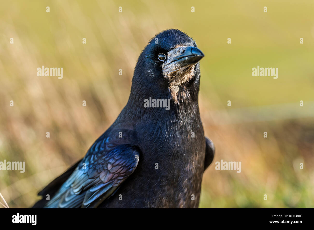 Rook portrait hi-res stock photography and images - Alamy