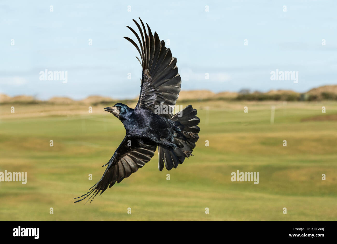 Rook flying hi-res stock photography and images - Alamy