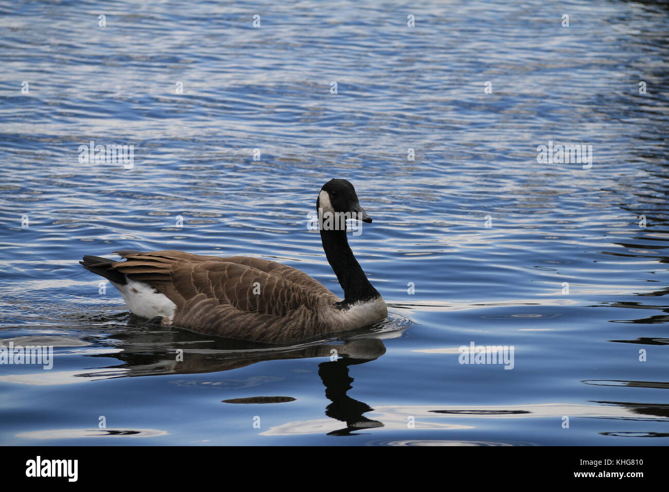 Black brown long neck goose hi-res stock photography and images - Alamy