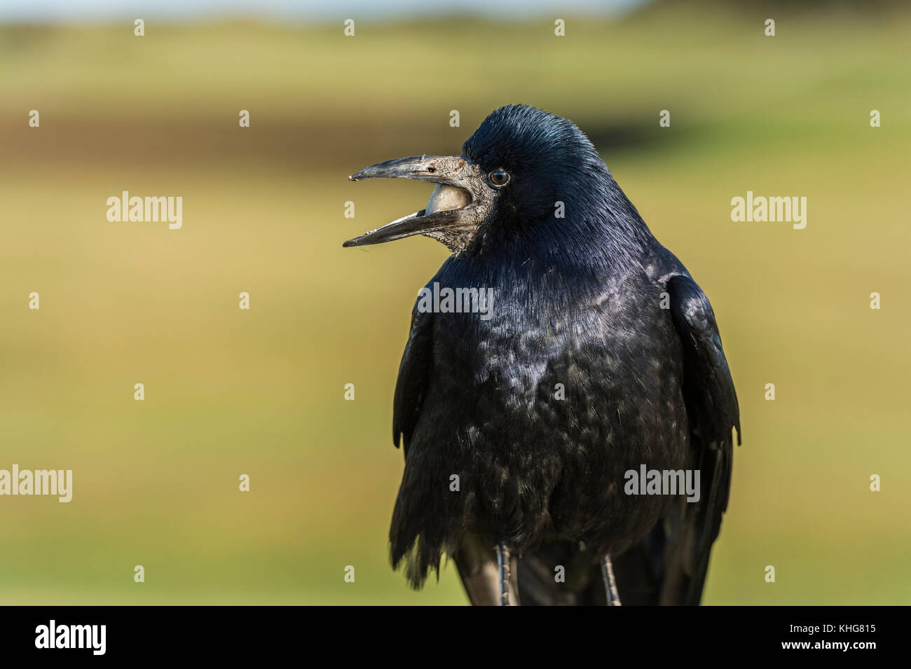 Rook eating, portrait Stock Photo - Alamy