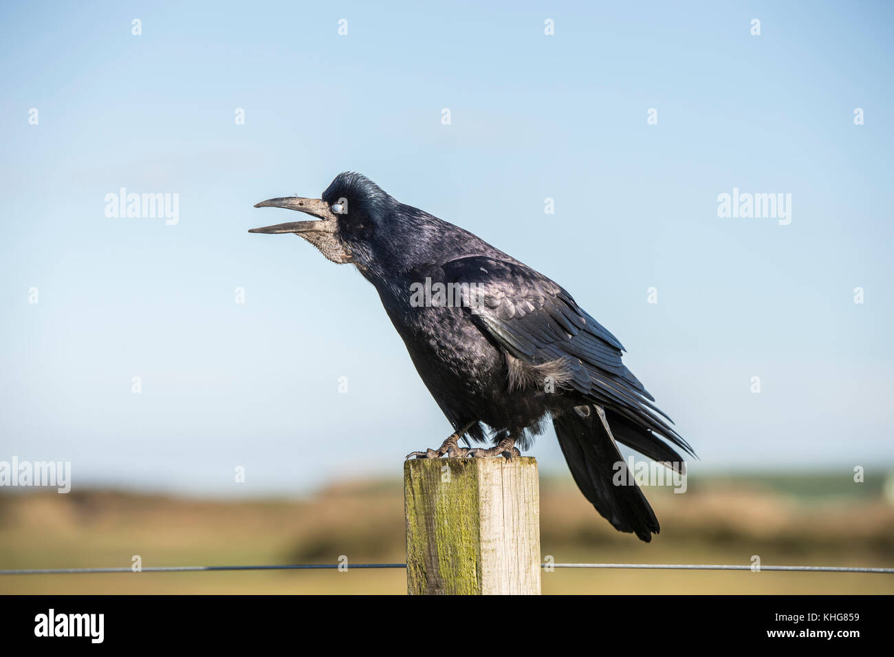 Rook, perched on a post, squawking, close up Stock Photo - Alamy