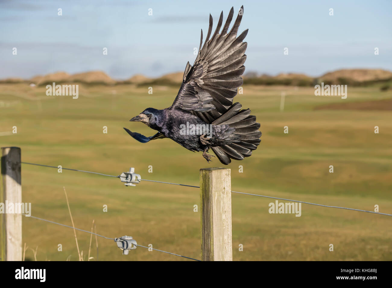 Rook flying hi-res stock photography and images - Alamy
