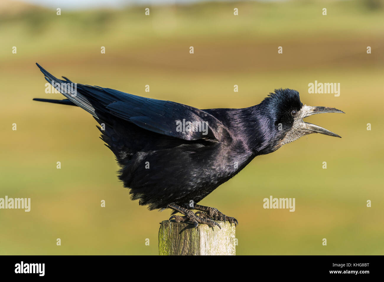 Rook With Open Beak High Resolution Stock Photography and Images - Alamy