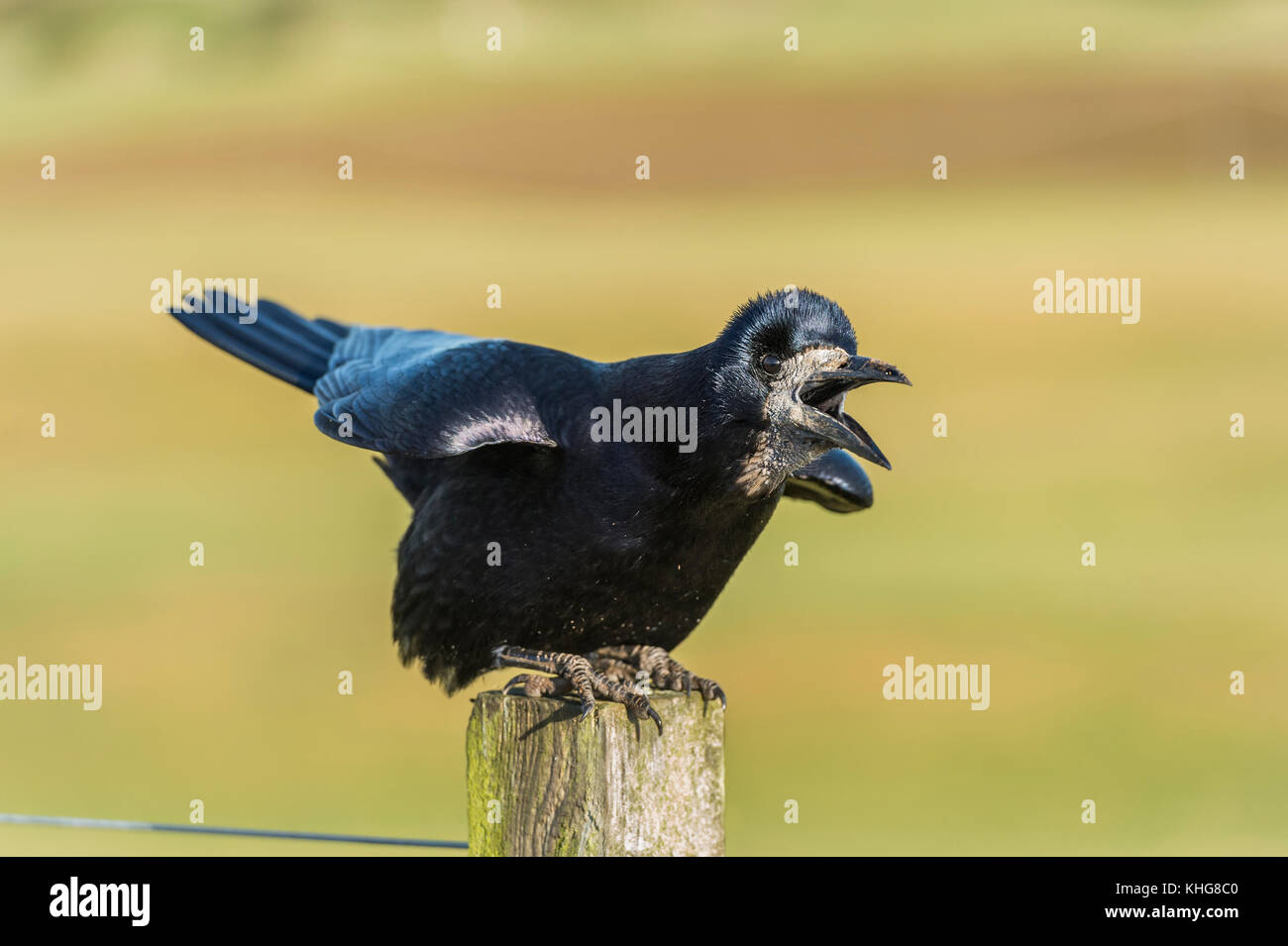 Flying and eating hi-res stock photography and images - Alamy