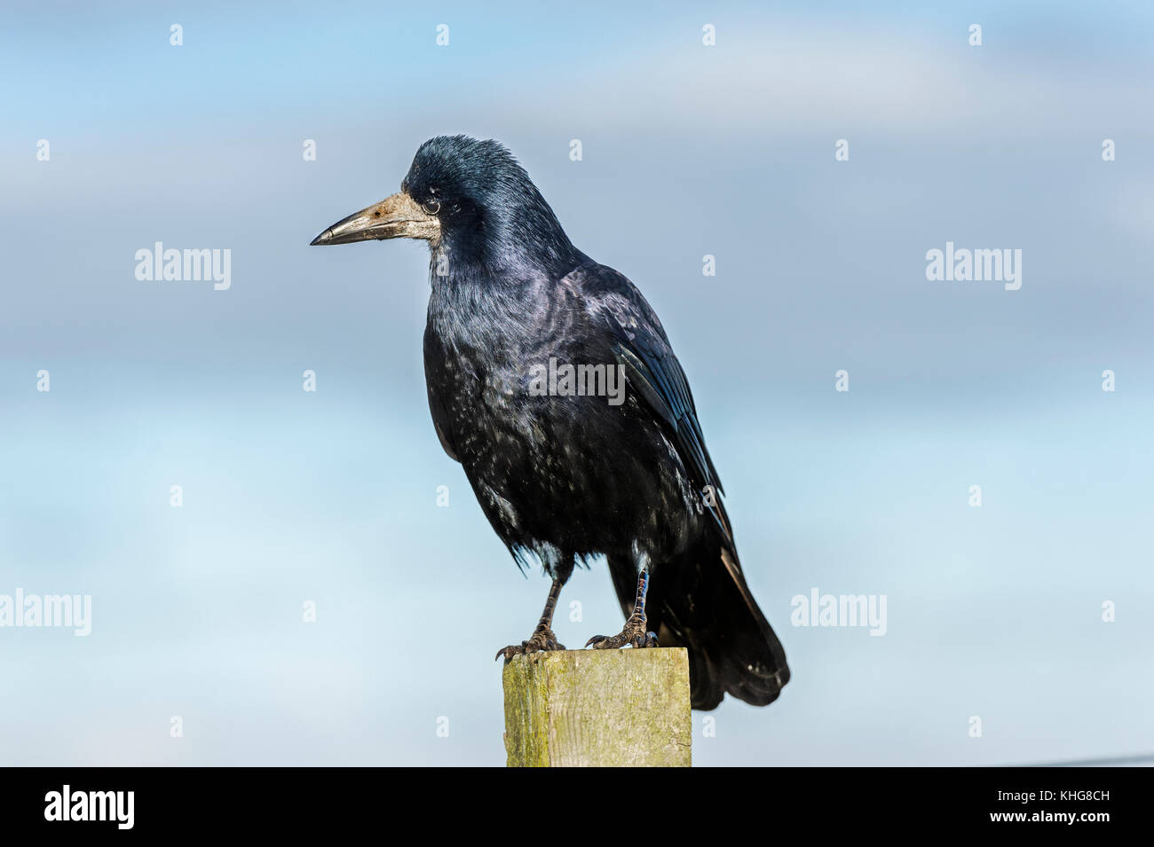 Rook With Open Beak High Resolution Stock Photography and Images - Alamy