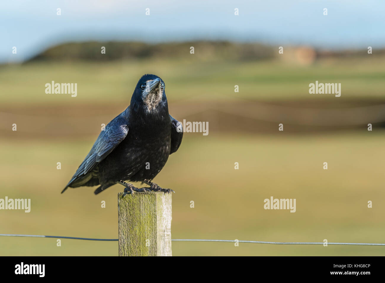 Rook With Open Beak High Resolution Stock Photography and Images - Alamy