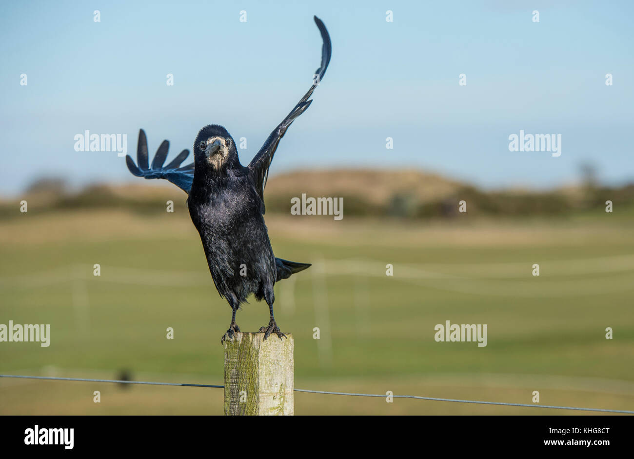 Rook close hi-res stock photography and images - Alamy