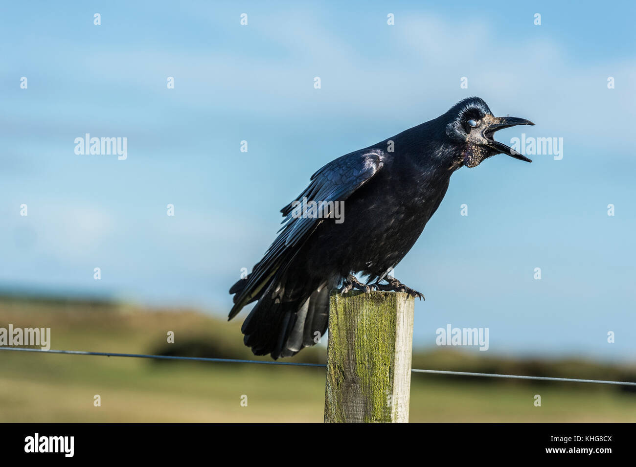 Rook With Open Beak High Resolution Stock Photography and Images - Alamy