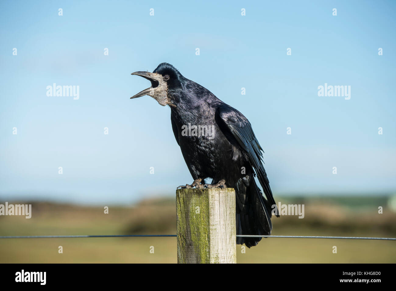 Rook With Open Beak High Resolution Stock Photography and Images - Alamy
